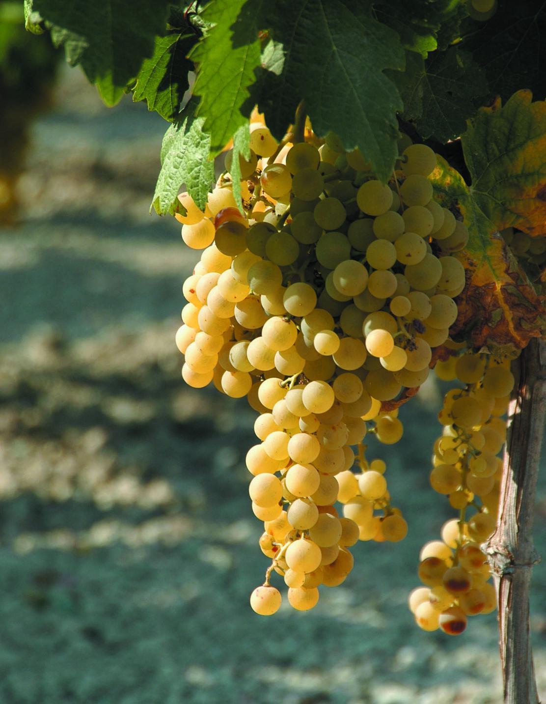 Historia - Ruta del Vino y Brandy de Jerez